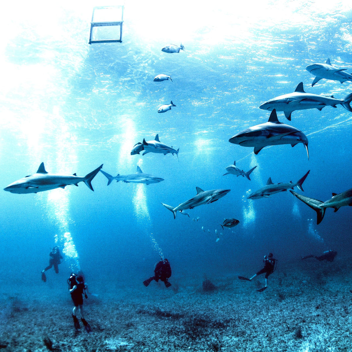 Bimini Reef Shark Safari + Sapona Daytrip Scuba Package – Gold Coast Scuba